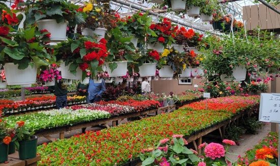 Seasonal Products | Beall's Landscape